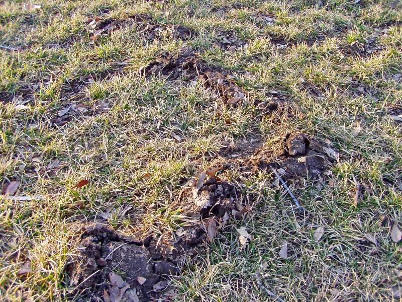 How Can I Get Rid of Moles in My Lawn? - Crownover Green