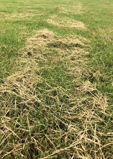 Should I Bag My Clippings When I Mow? - Crownover Green